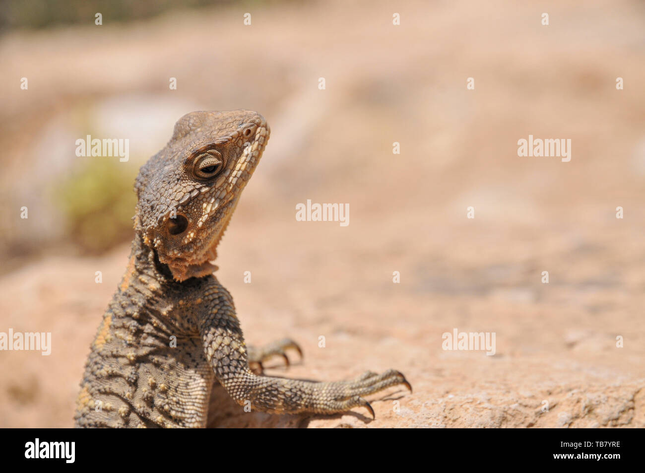 Stellagama (Stellagama stellio) AKA stellion, hardim, hardun, star ...