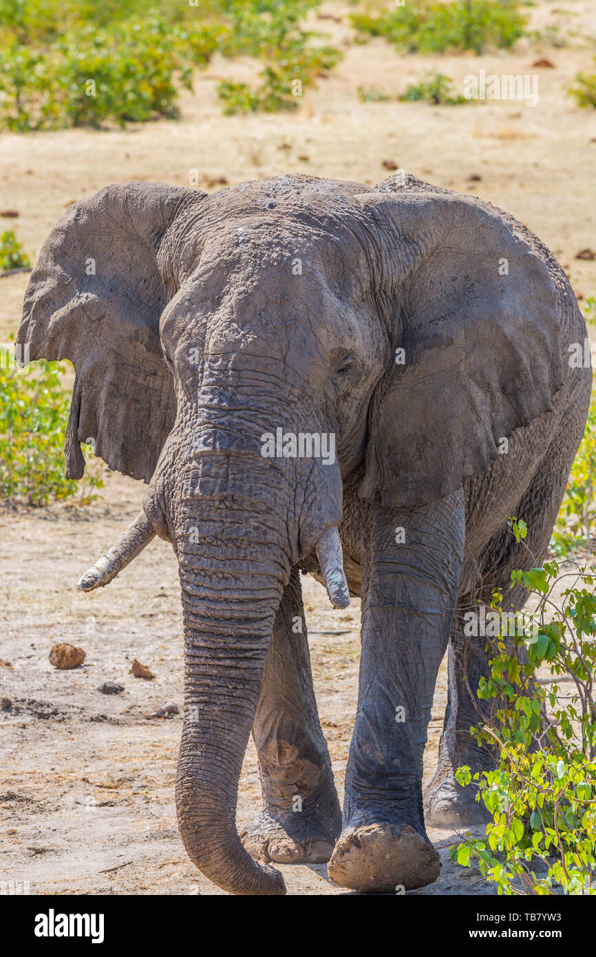 African elephant walking close wildlife hi-res stock photography and ...
