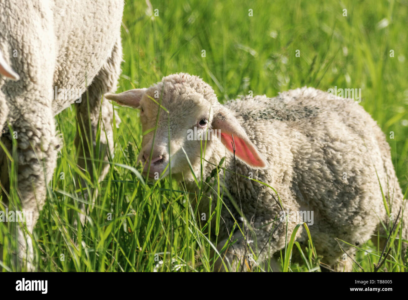 Lamb in the Spring on Green Grass Stock Photo - Alamy