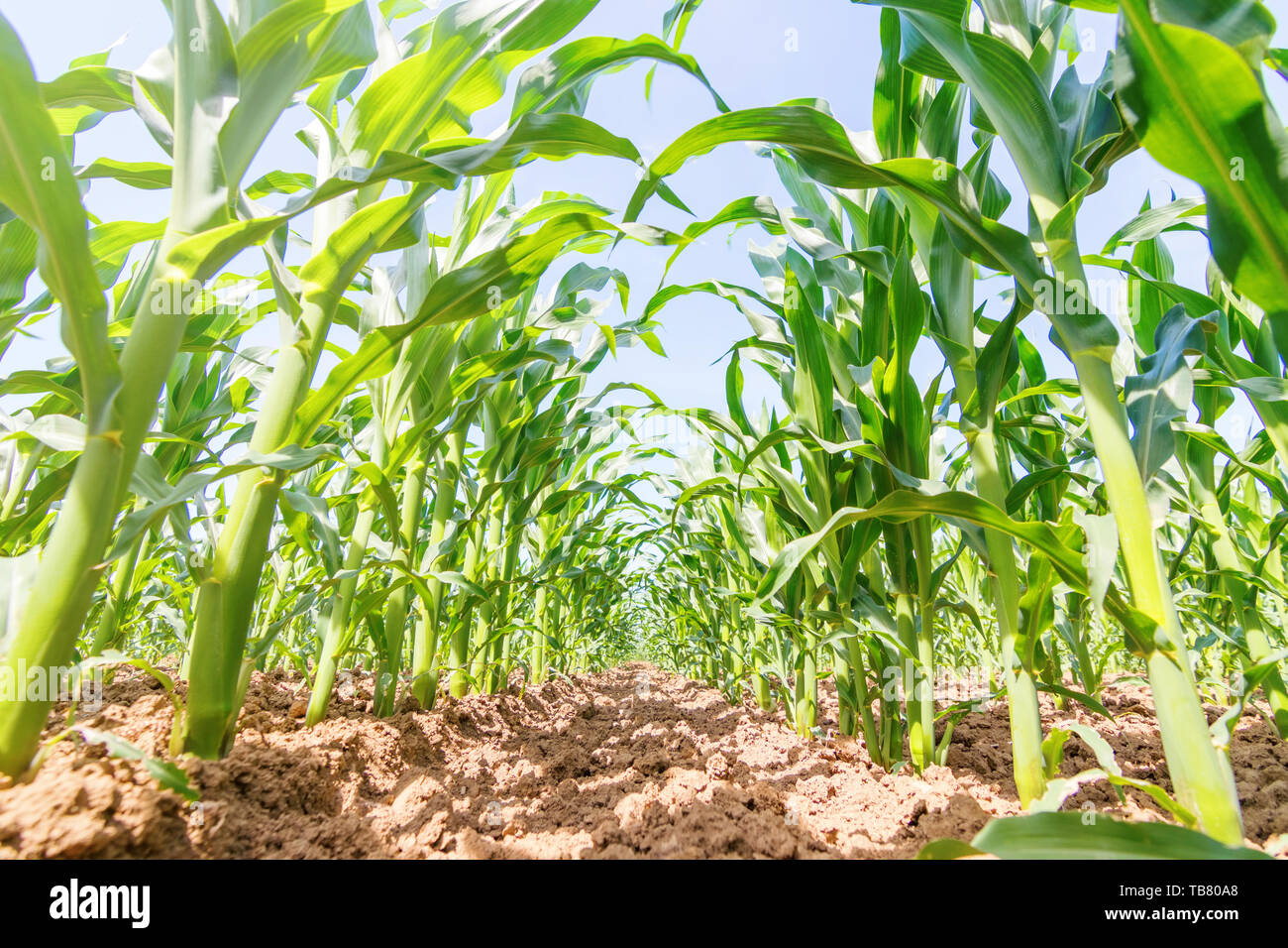 Green corn growing on the field. Green Corn Plants Stock Photo - Alamy