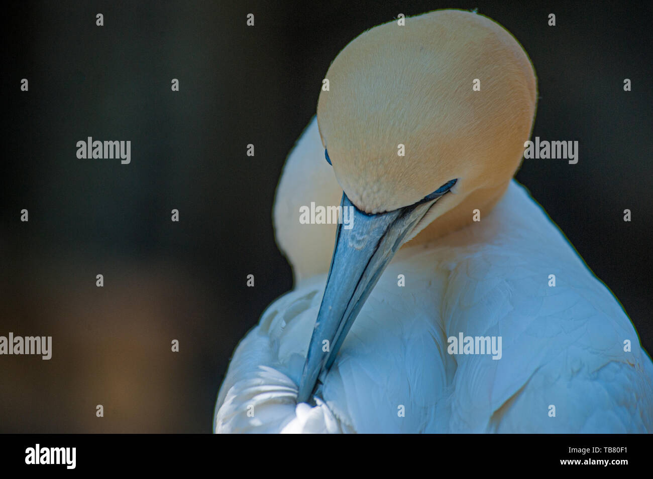 Northern gannet picking its feathers Stock Photo - Alamy