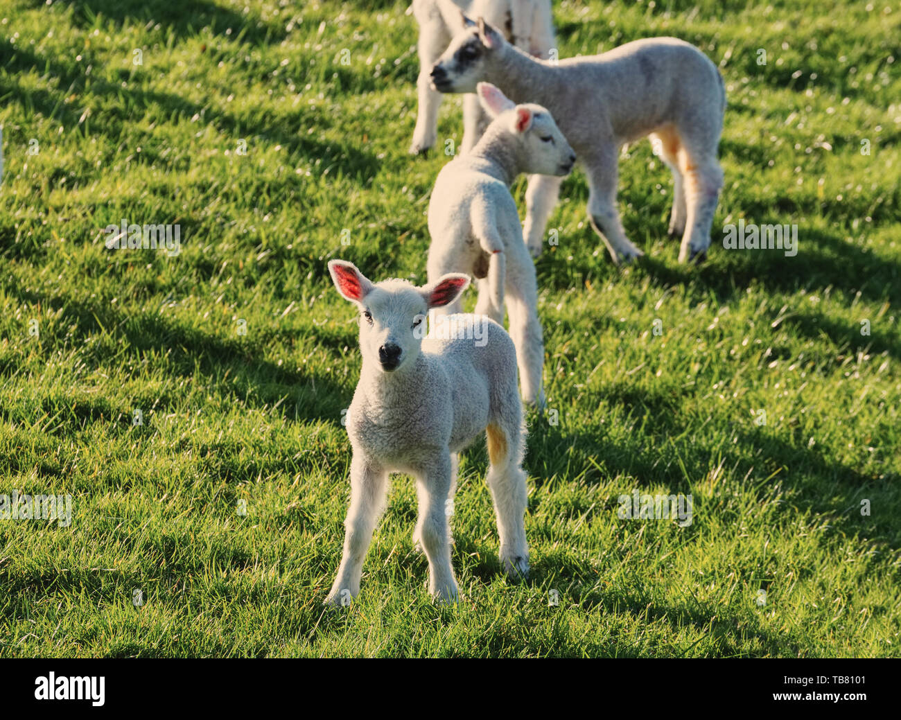 Fly Strike Sheep High Resolution Stock Photography and Images - Alamy