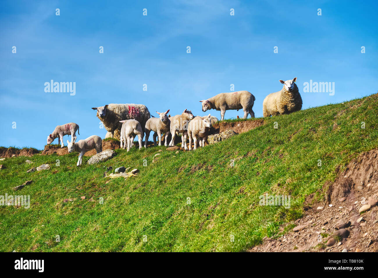 Docking sheep hi-res stock photography and images - Alamy