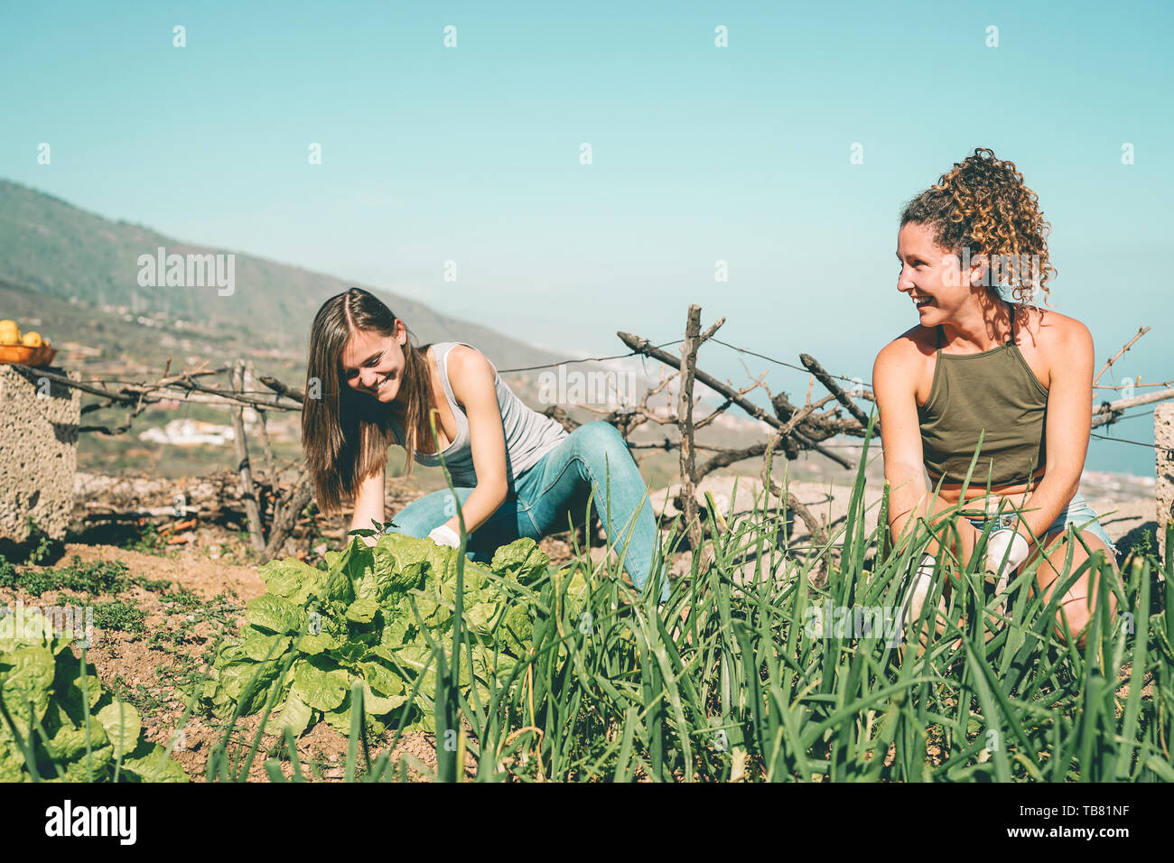 Friends working together in a farm house - Happy young people ...