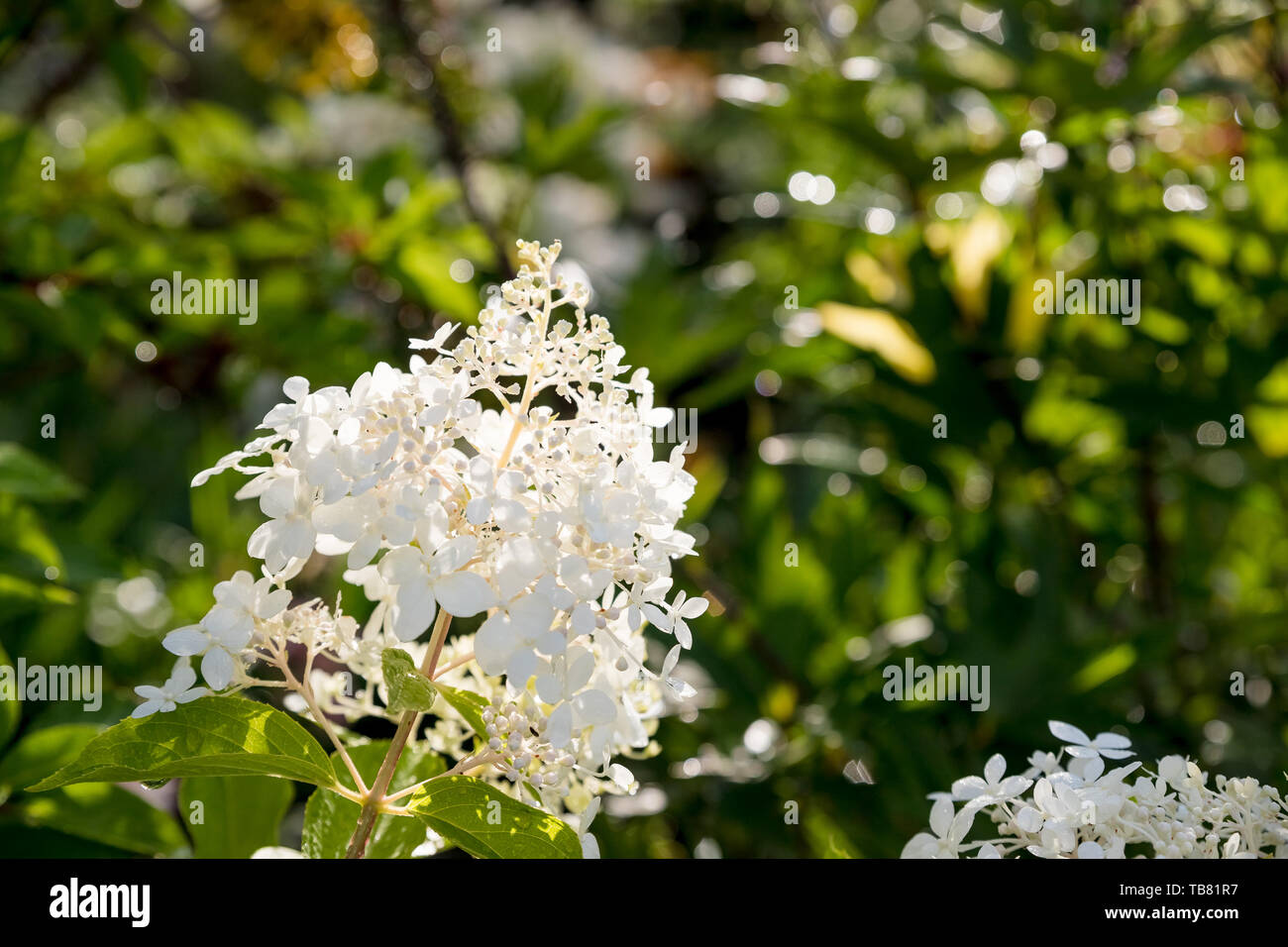 Blooming white Annabelle Hydrangea arborescens ,commonly known as ...