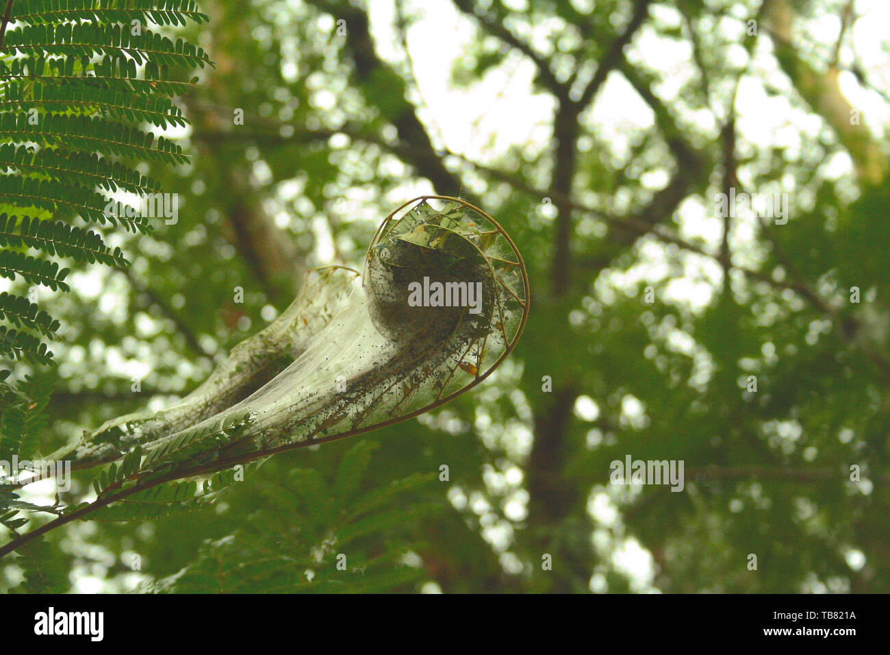 Asuncion, Paraguay. 5th Feb, 2006. Flamboyant (Delonix regia) tree, aka ...