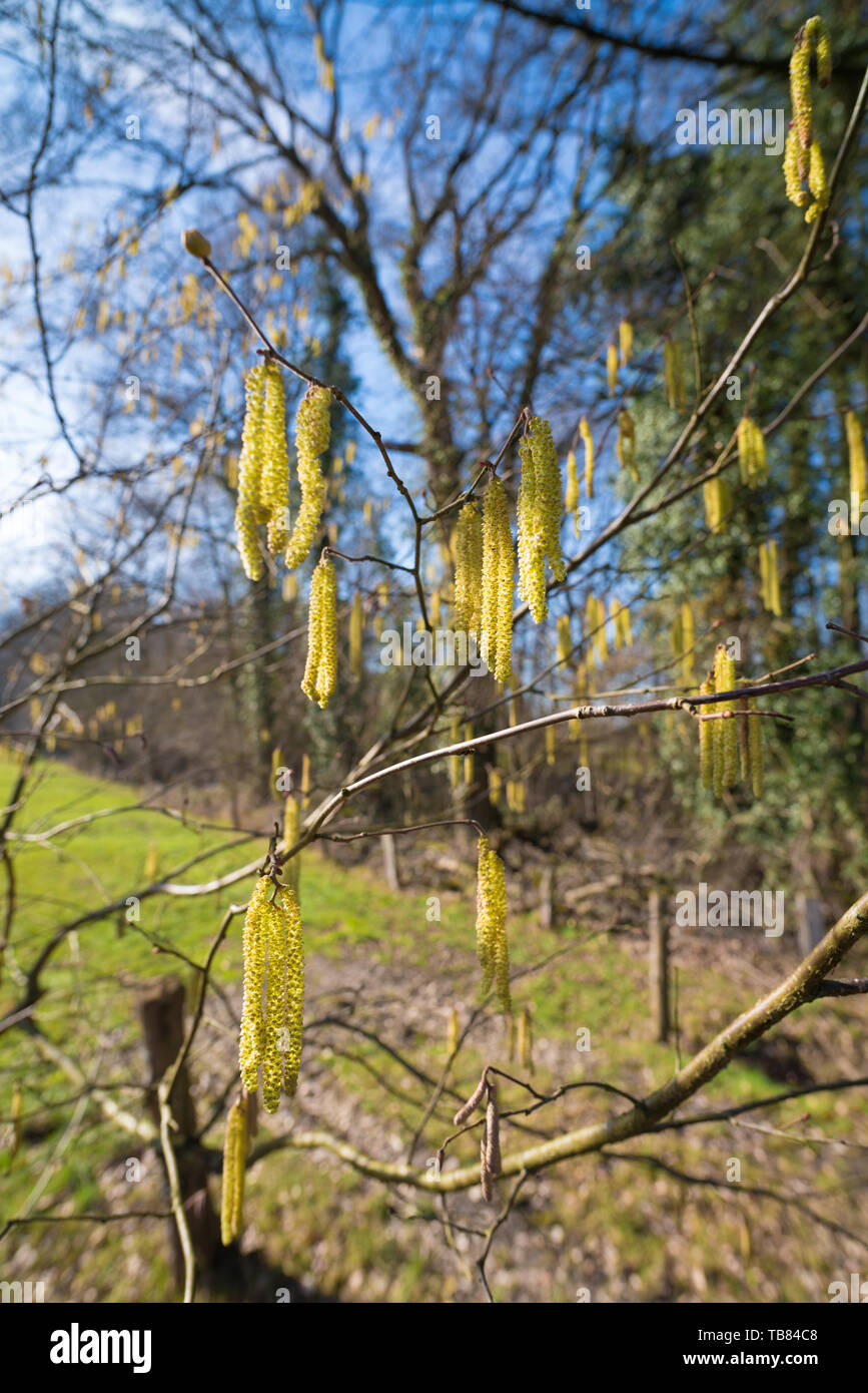 Foliage catkins hazel tree hi-res stock photography and images - Alamy