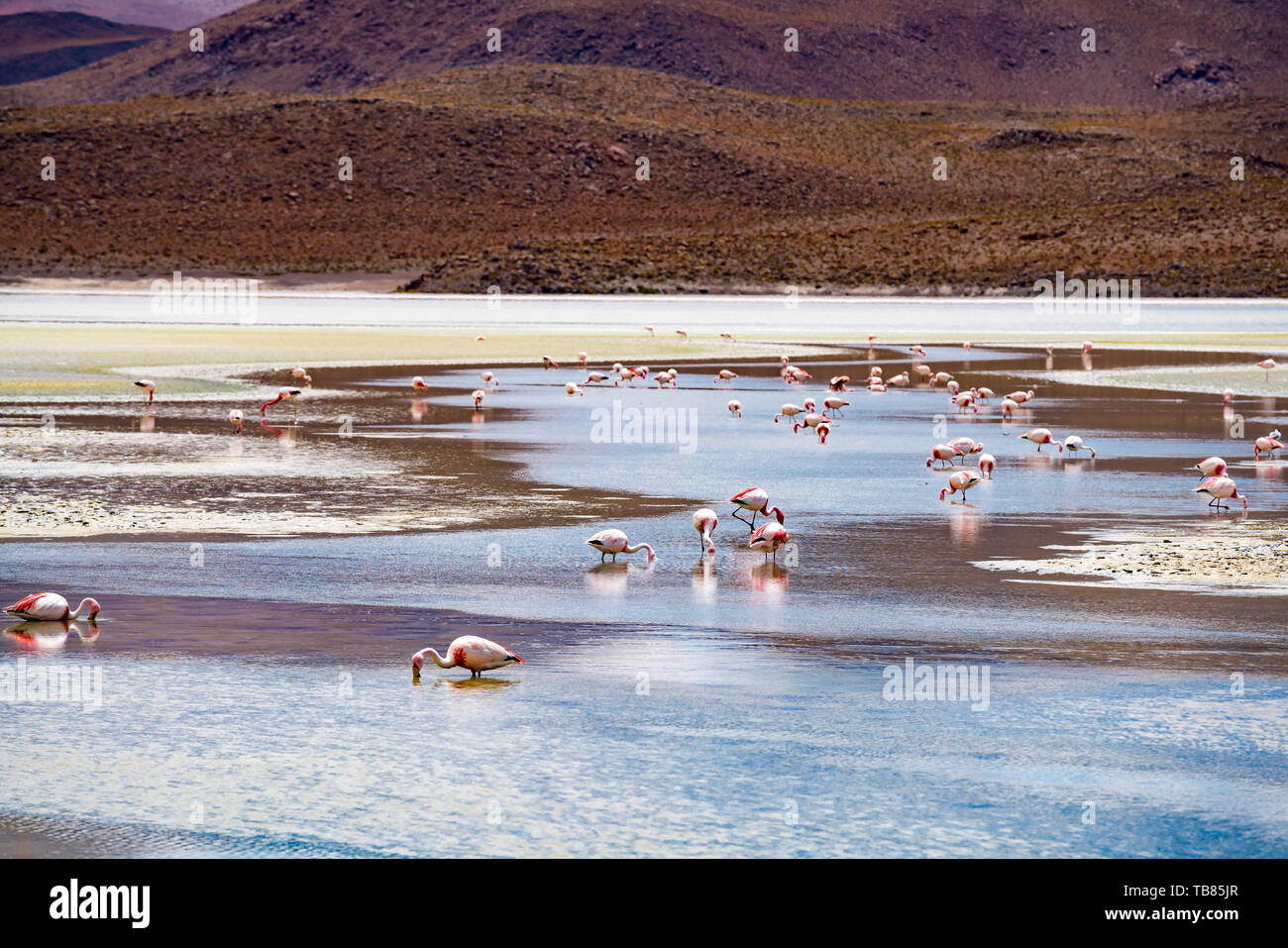 View flock of James Flamingo feeding in the Canapa Lake in Bolivia ...