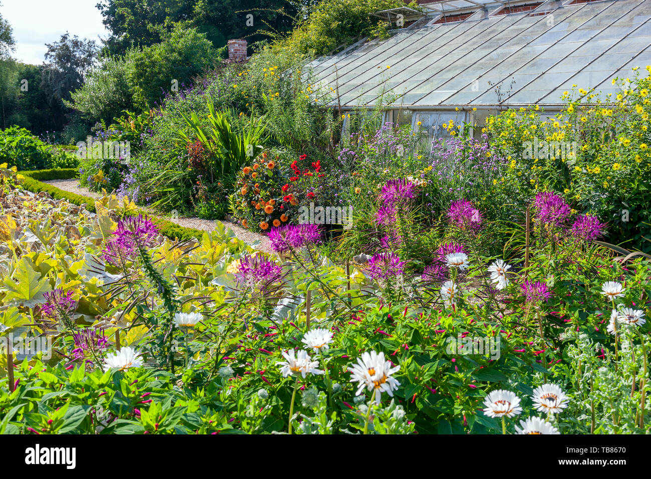 Colourful summer bedding plants surround the vegetable plots in the ...