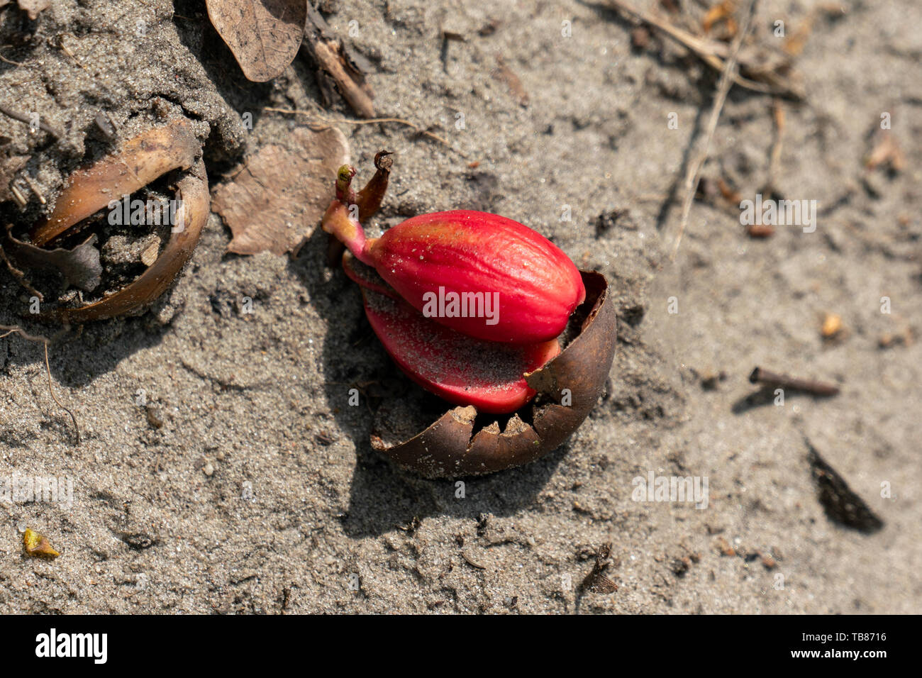 Acorn shoot roots hi-res stock photography and images - Alamy