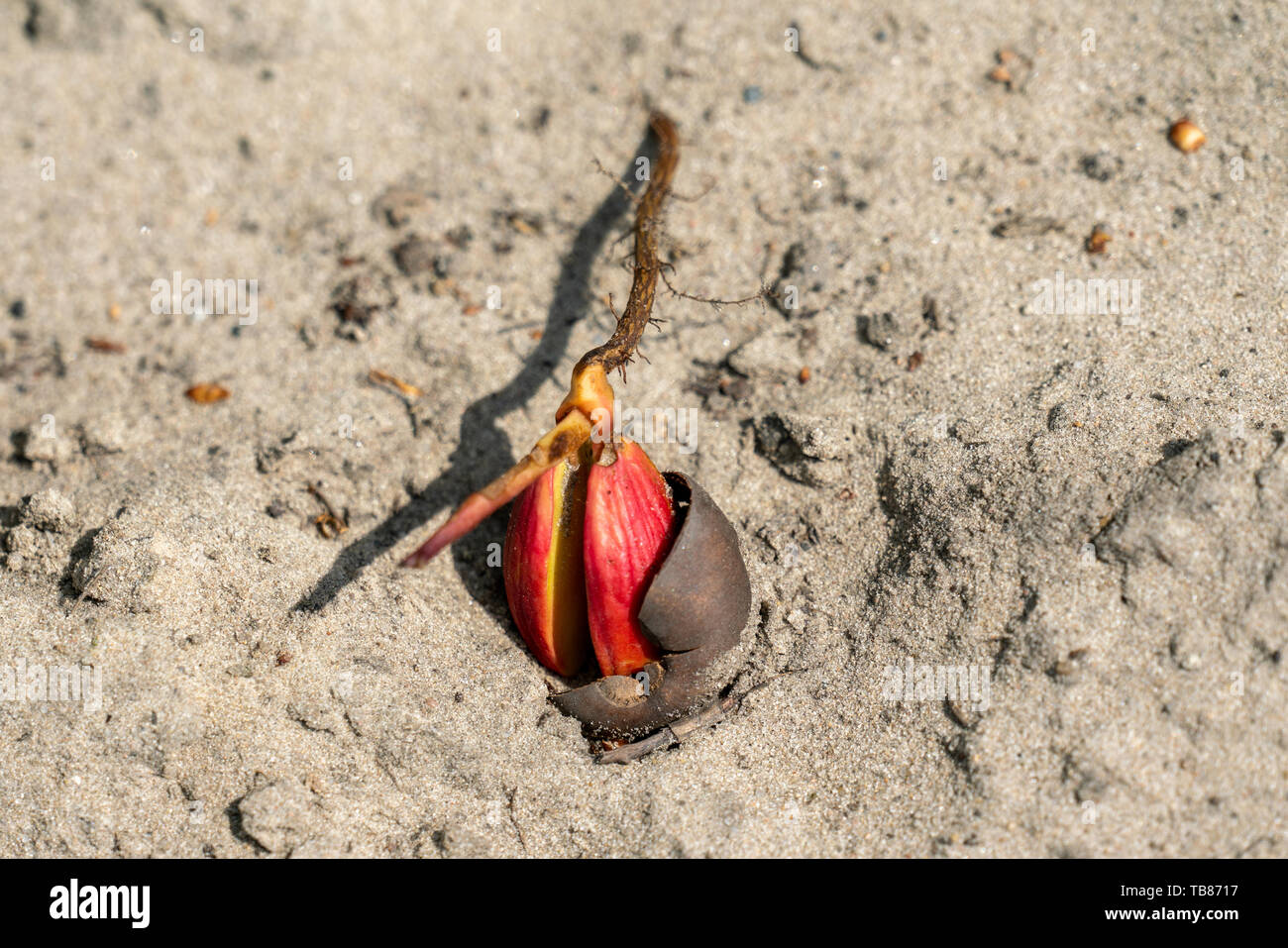 Beautiful red acorn on a sandy ground growing a long root and a new ...