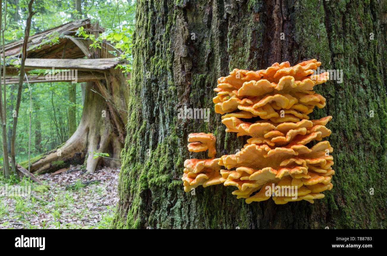 Old giant Sulphur Shelf fungi closeup with fuzzy broken tree in ...