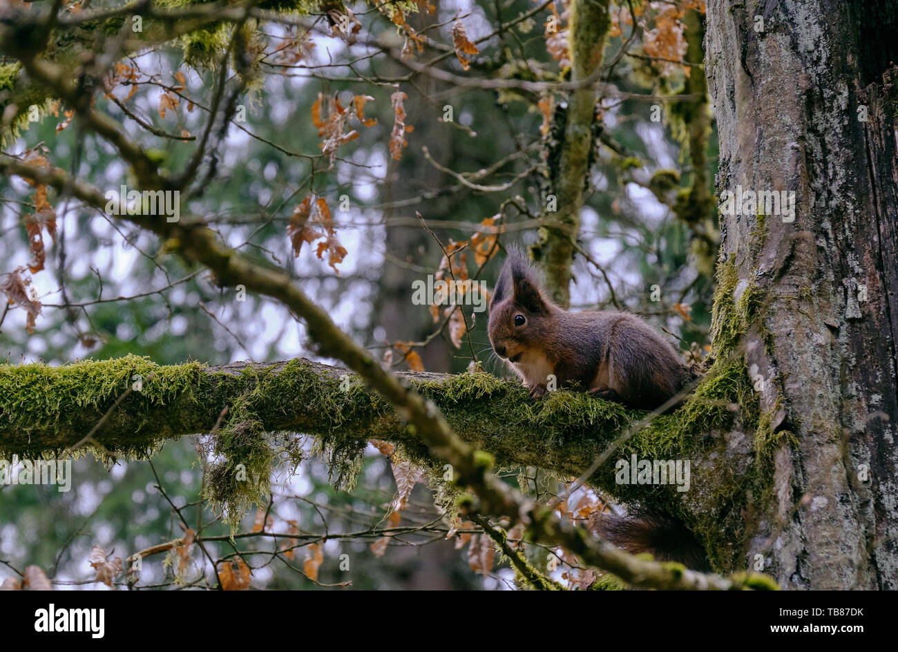Eurasian Red Squirrel sitting on hornbeam branch in early spring ...