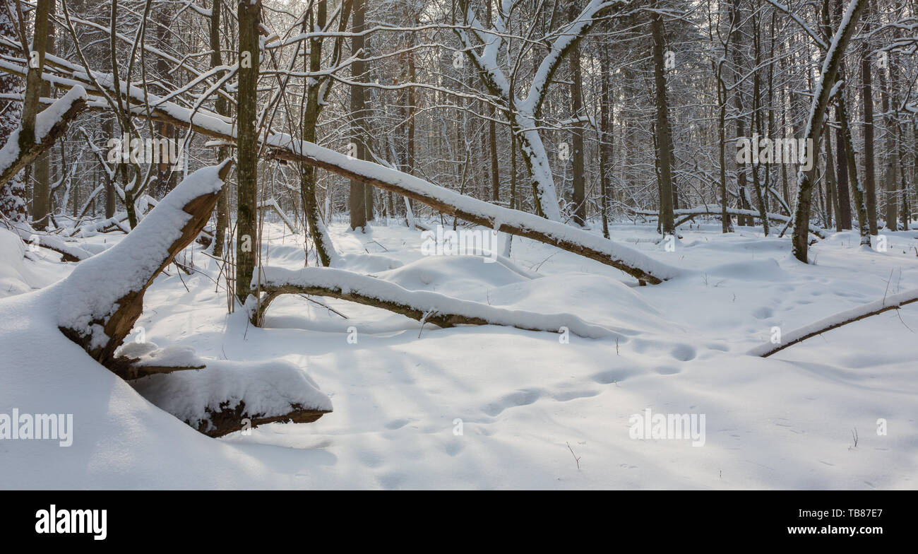 Snowfall after deciduousstand in morning with snow wrapped trees ...