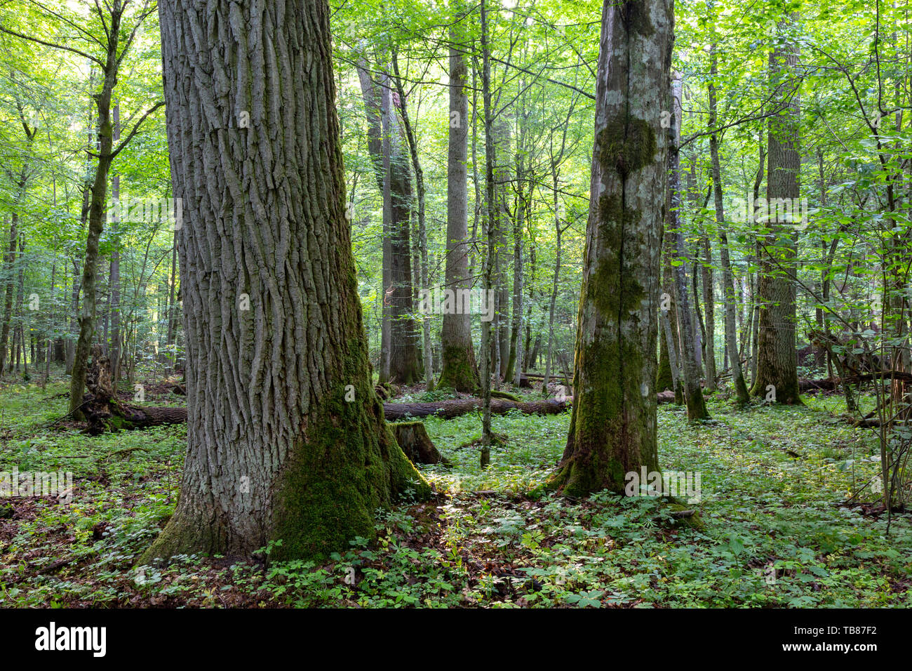 Springtime deciduous stand in morning with old oak tree in foreground ...