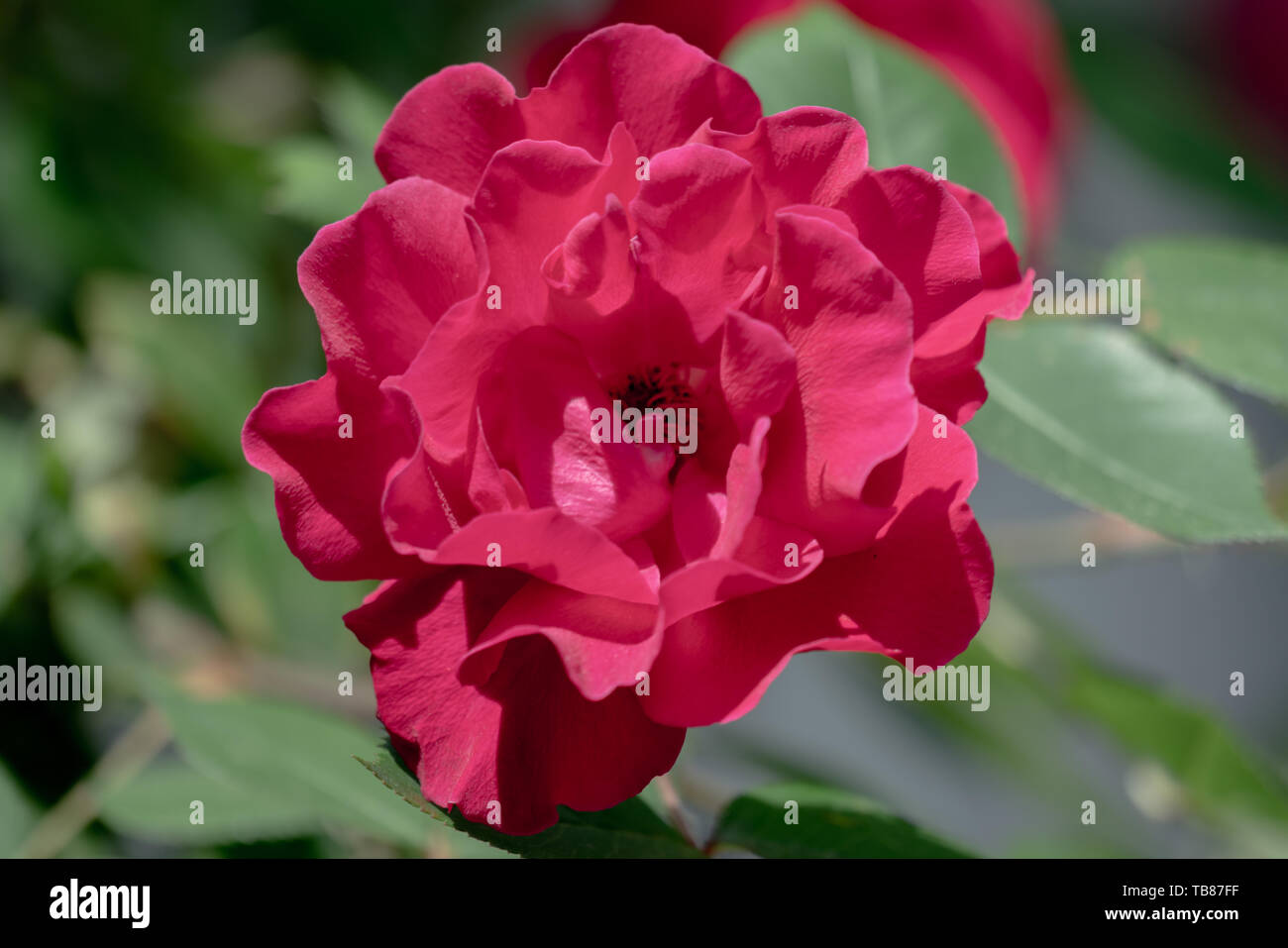 Beautiful red double flower of a climbing rose in bright sunshine Stock ...