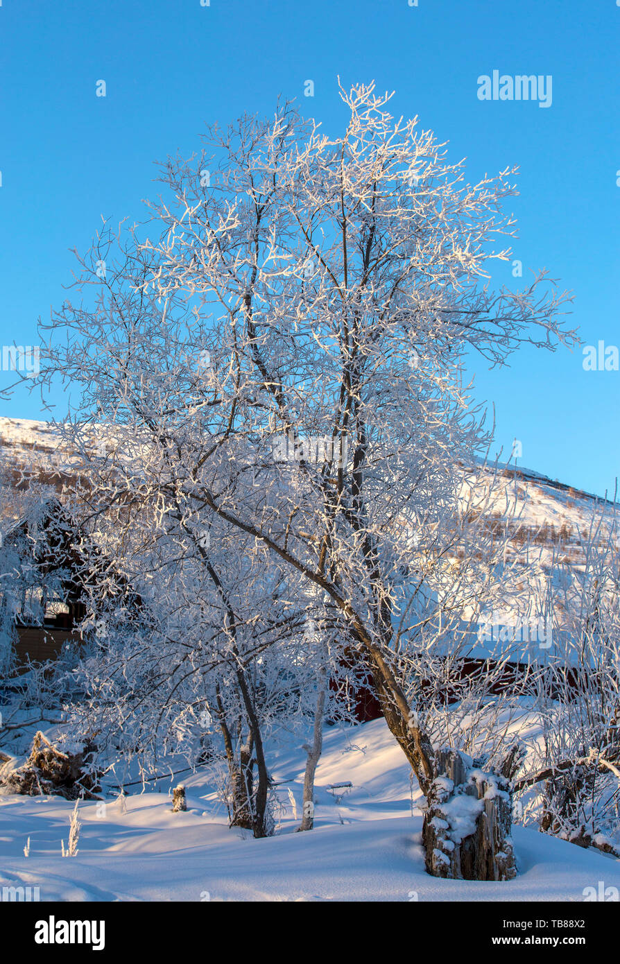 Branches of trees in snow against the blue sky and mountains Stock Photo - Alamy