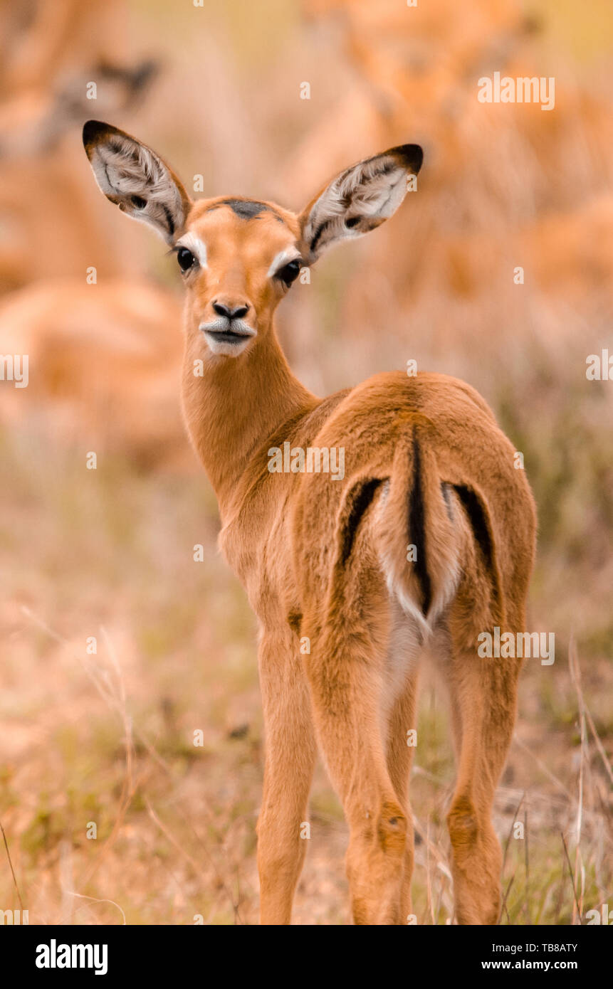 Impala young kruger national hi-res stock photography and images - Alamy