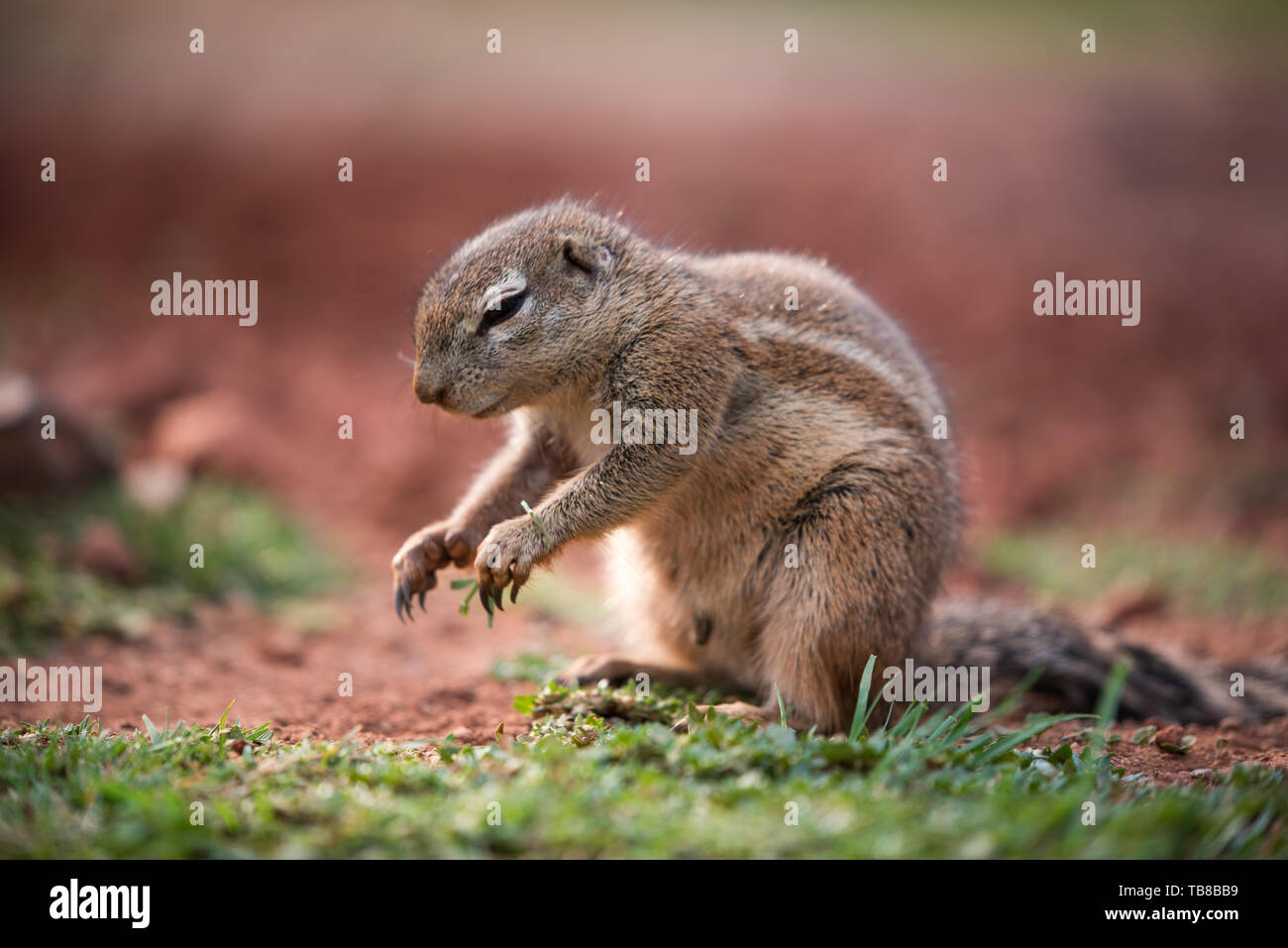 An African Ground Squirrel (Xerus Sciuridae) sitting in an upright ...