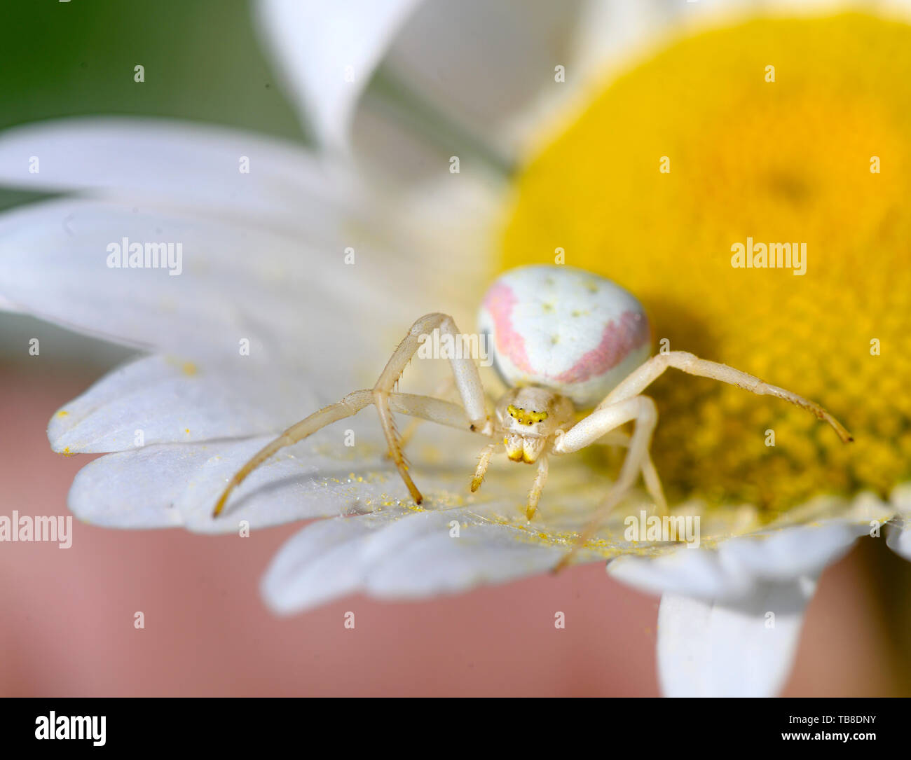All spiders build webs hi-res stock photography and images - Alamy