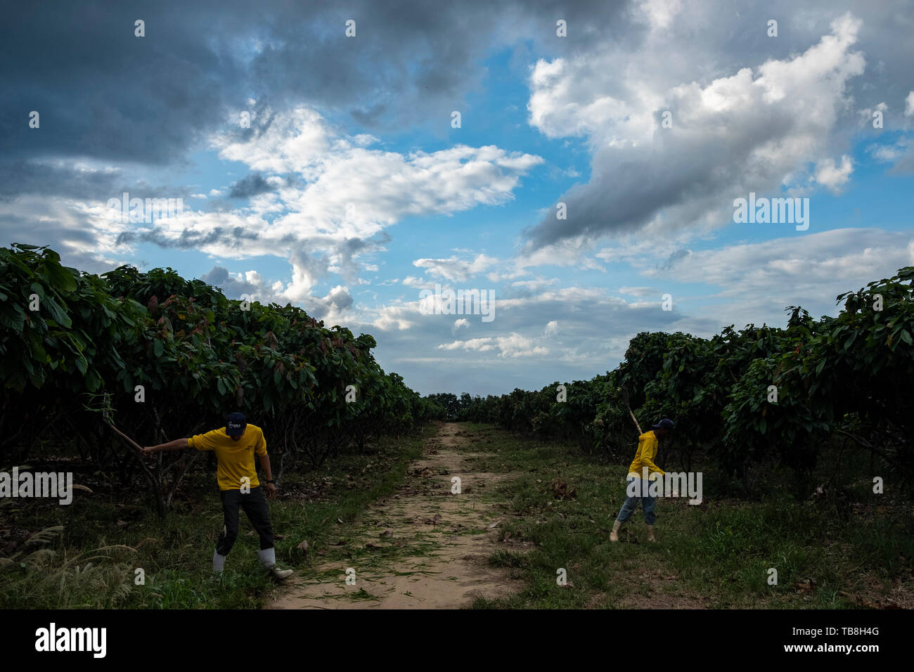 Cocoa plantation brazil hi-res stock photography and images - Alamy