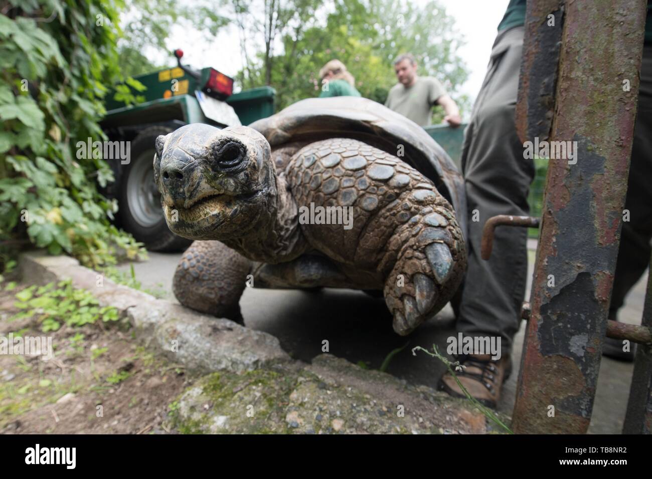 Dresden, Germany. 31st May, 2019. Animal keepers observe an Aldabra ...