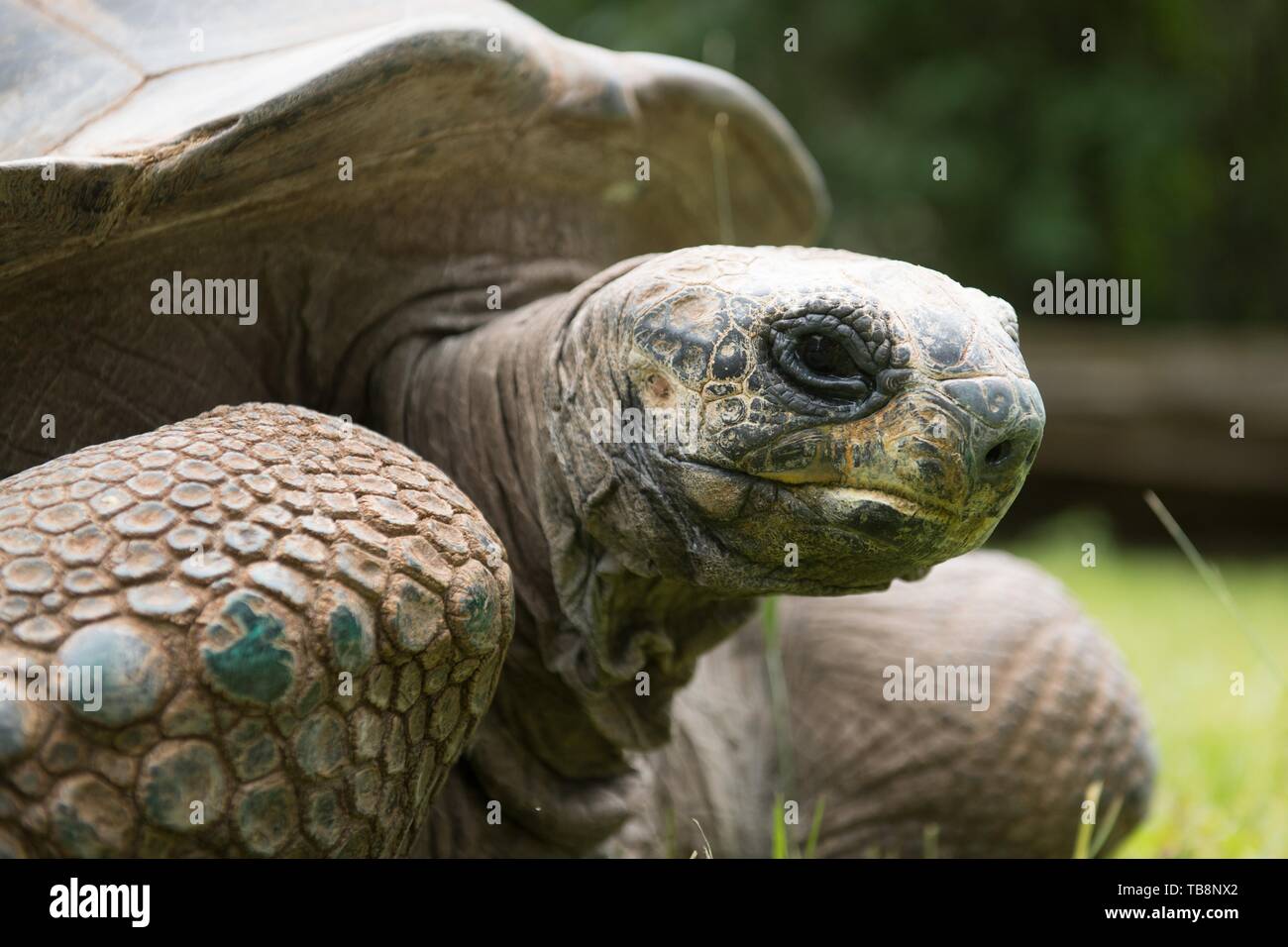 Tortoise stands hi-res stock photography and images - Alamy