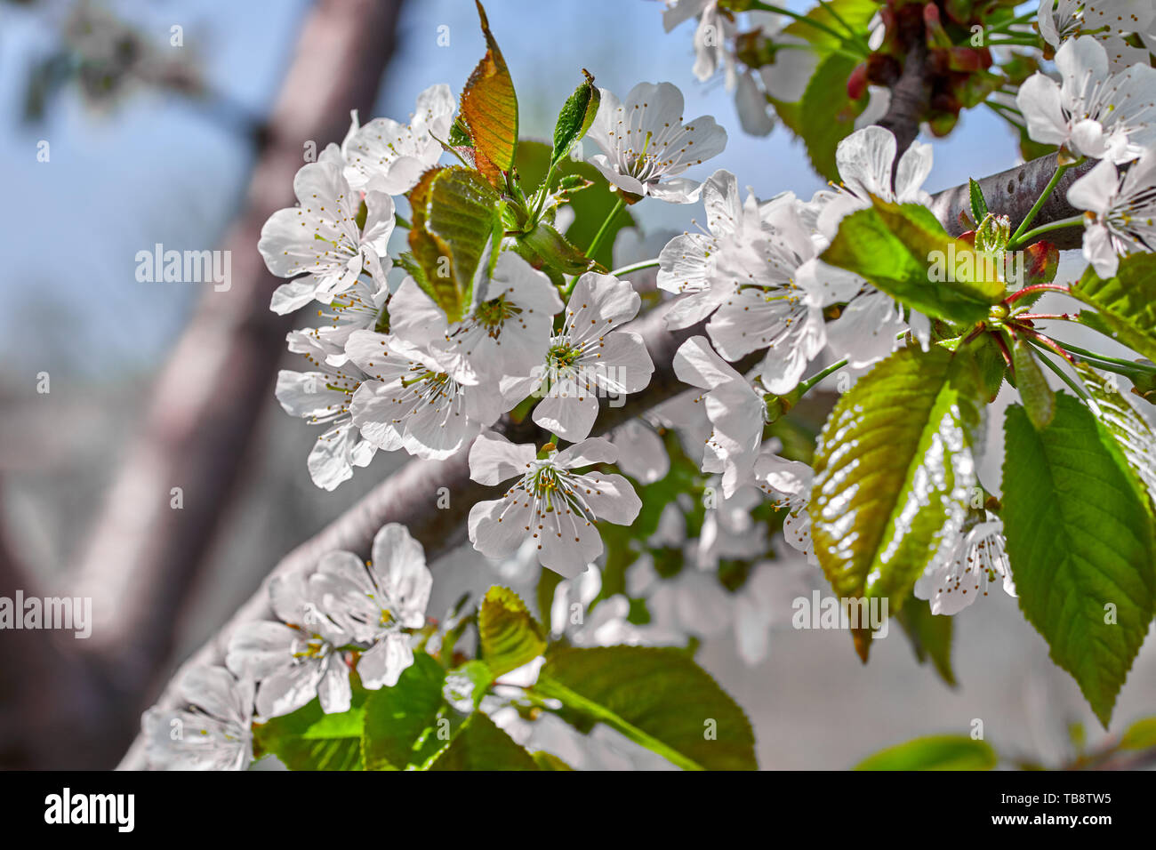Flowering branch of cherry in spring in the garden against the blue sky ...