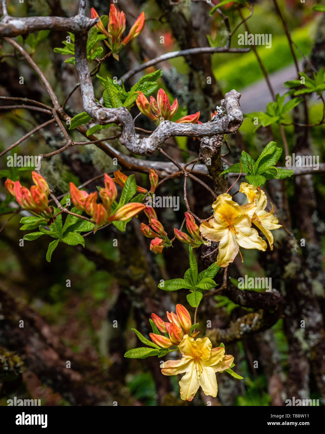Yellow Exbury Azalea in bloom at Shore Acres State Park, Coos Bay ...
