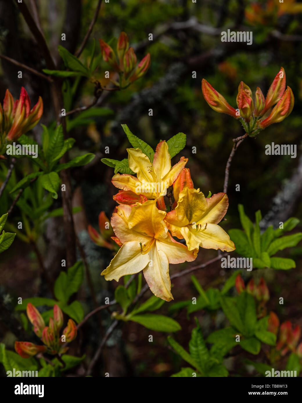 Yellow Exbury Azalea in bloom at Shore Acres State Park, Coos Bay ...