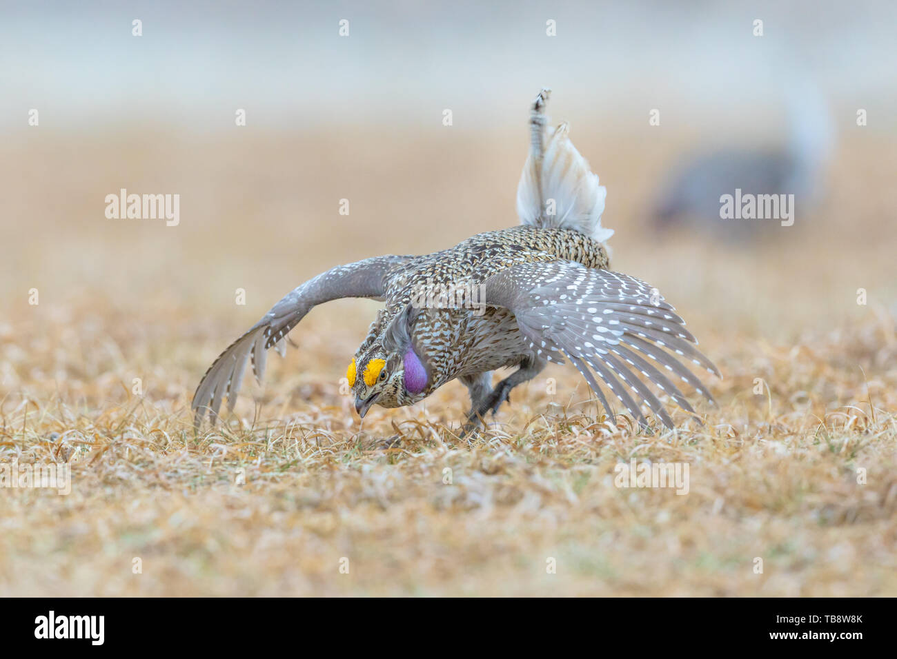 Male sharp-tailed grouse dancing on a lek in the Namekagon Barrens Wildlife Area. (Danbury ...