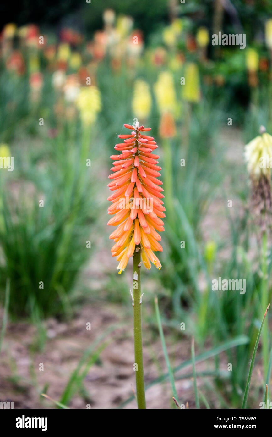 Watch and torch hi-res stock photography and images - Alamy