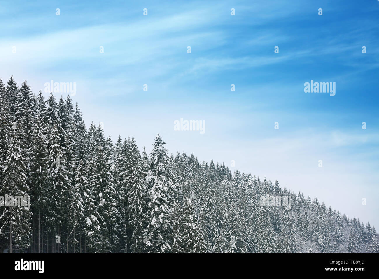 Coniferous forest at mountain resort on winter day Stock Photo - Alamy
