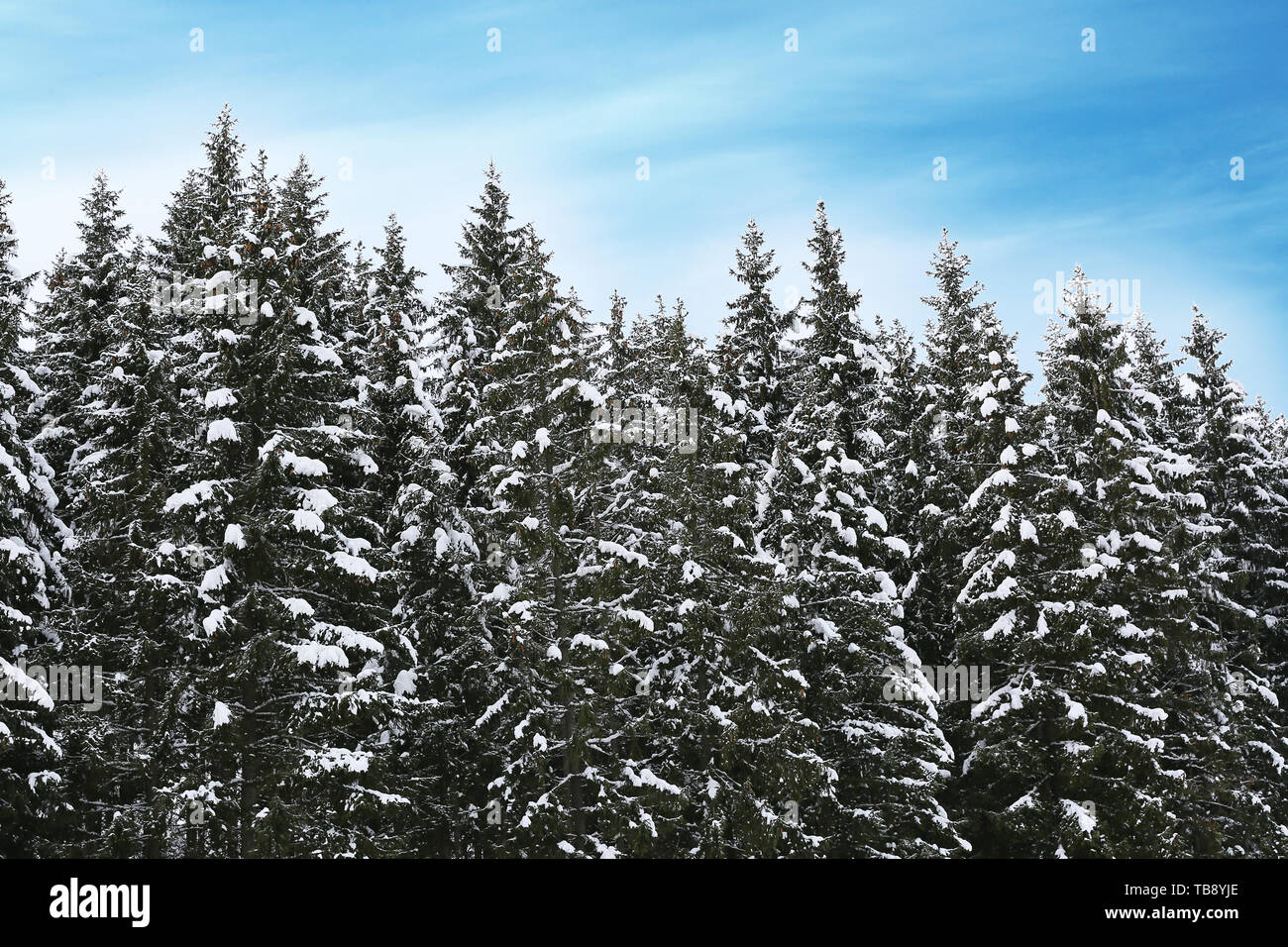 Coniferous forest at mountain resort on winter day Stock Photo - Alamy