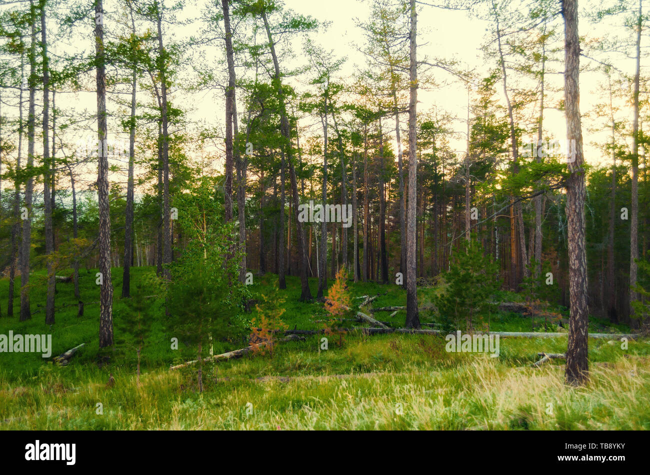 Forest landscape with pine forest trees on the mountain slope ...