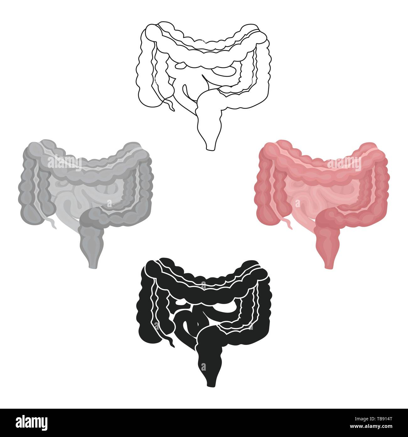 Ileum vector vectors hi-res stock photography and images - Alamy