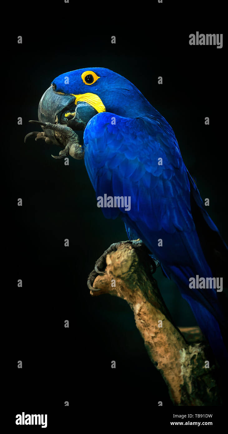 purple - blue macaw Stock Photo - Alamy