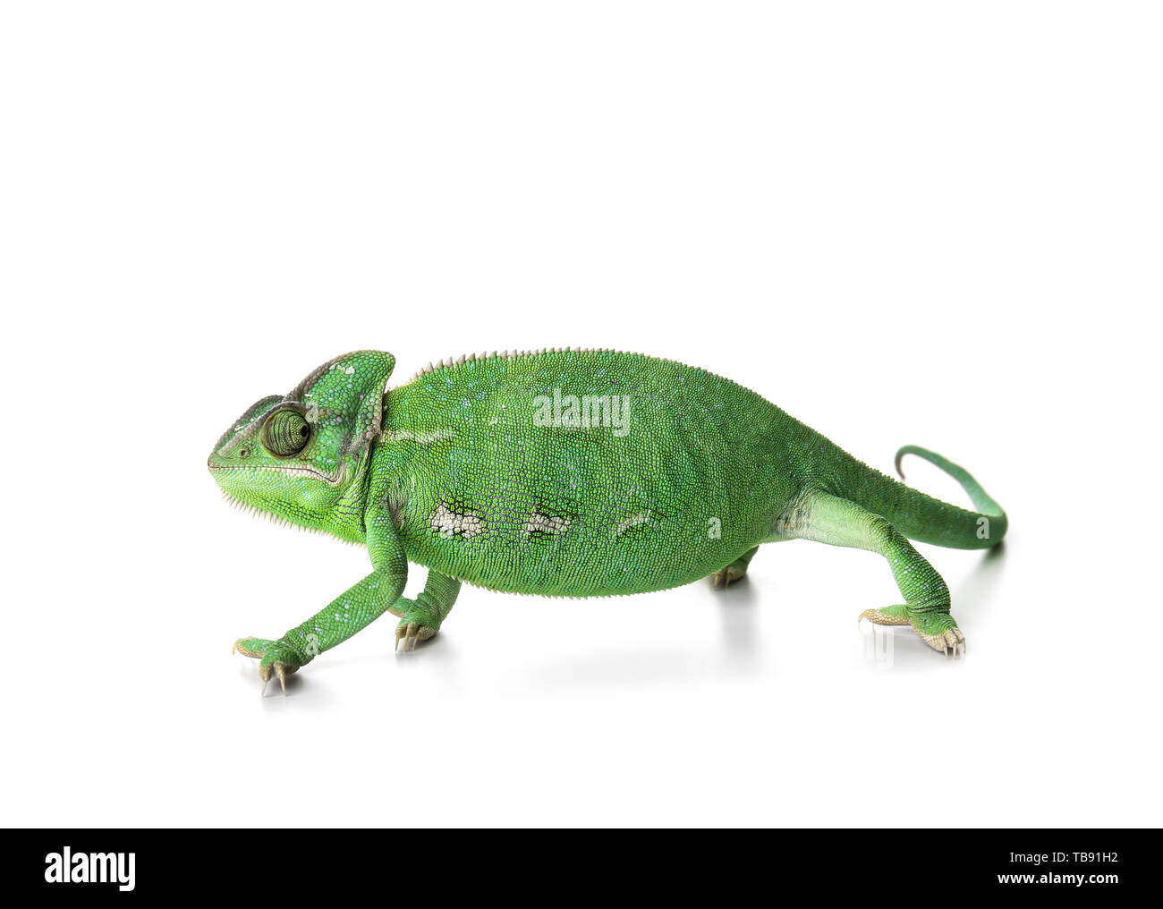 Color, change, chameleon Cut Out Stock Images & Pictures - Alamy
