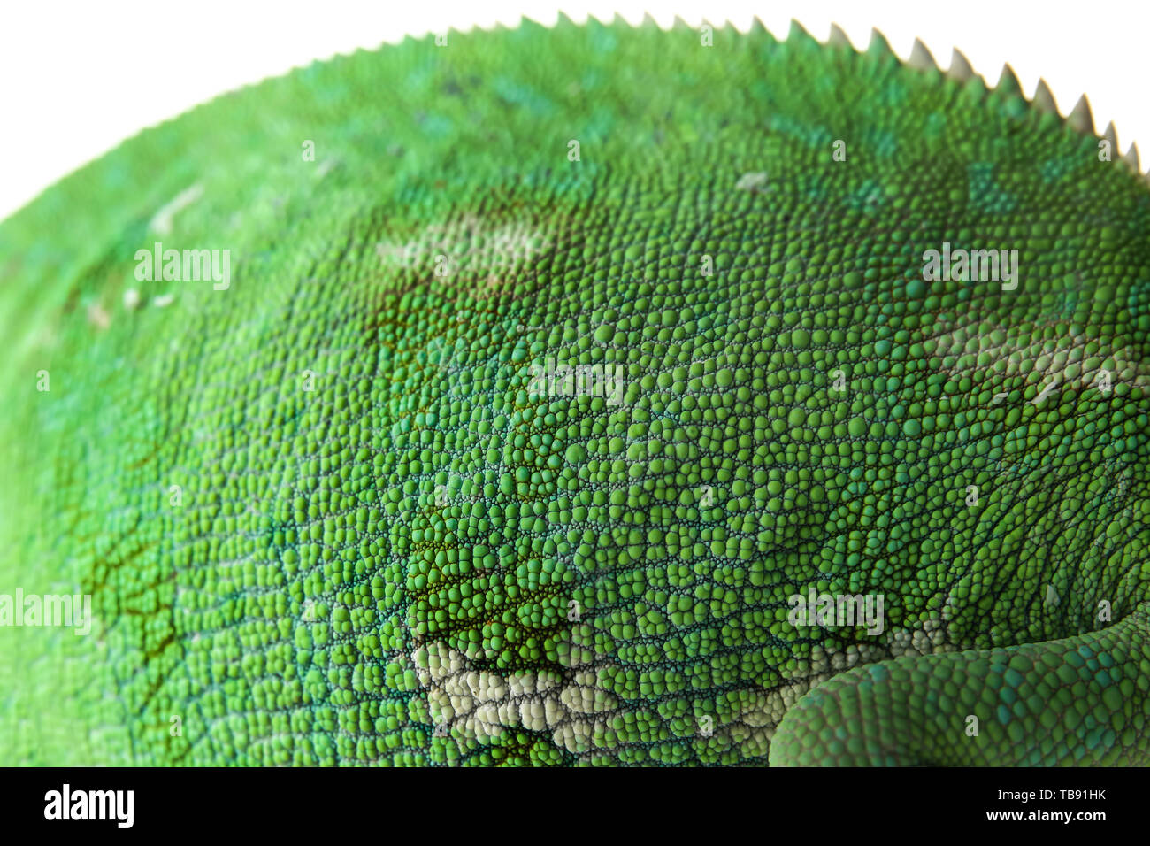 Texture of chameleon skin, closeup Stock Photo - Alamy