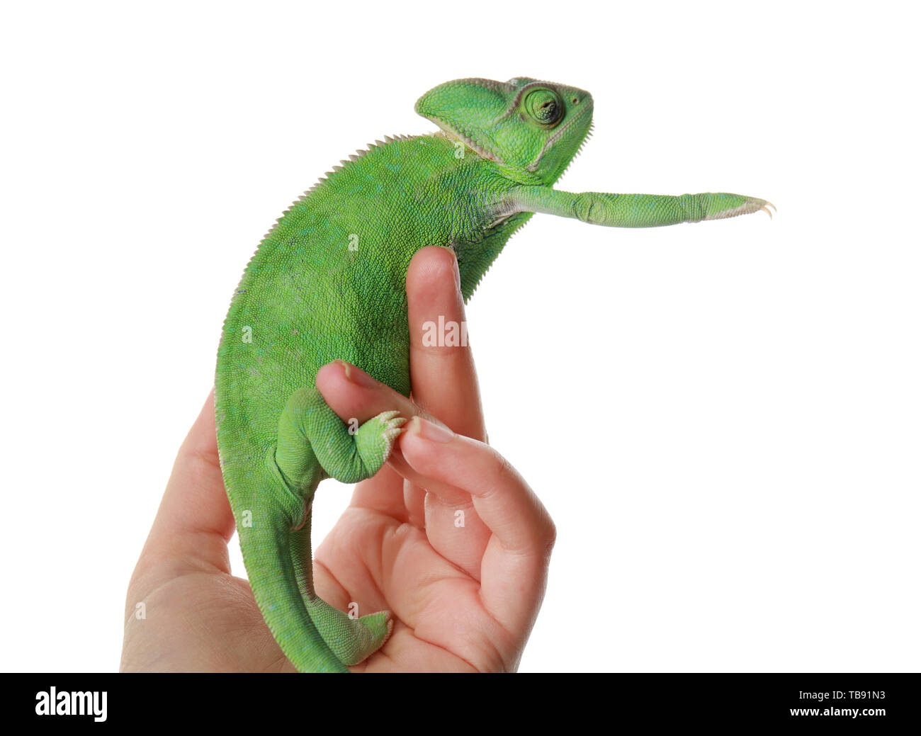Woman holding cute green chameleon on white background Stock Photo - Alamy