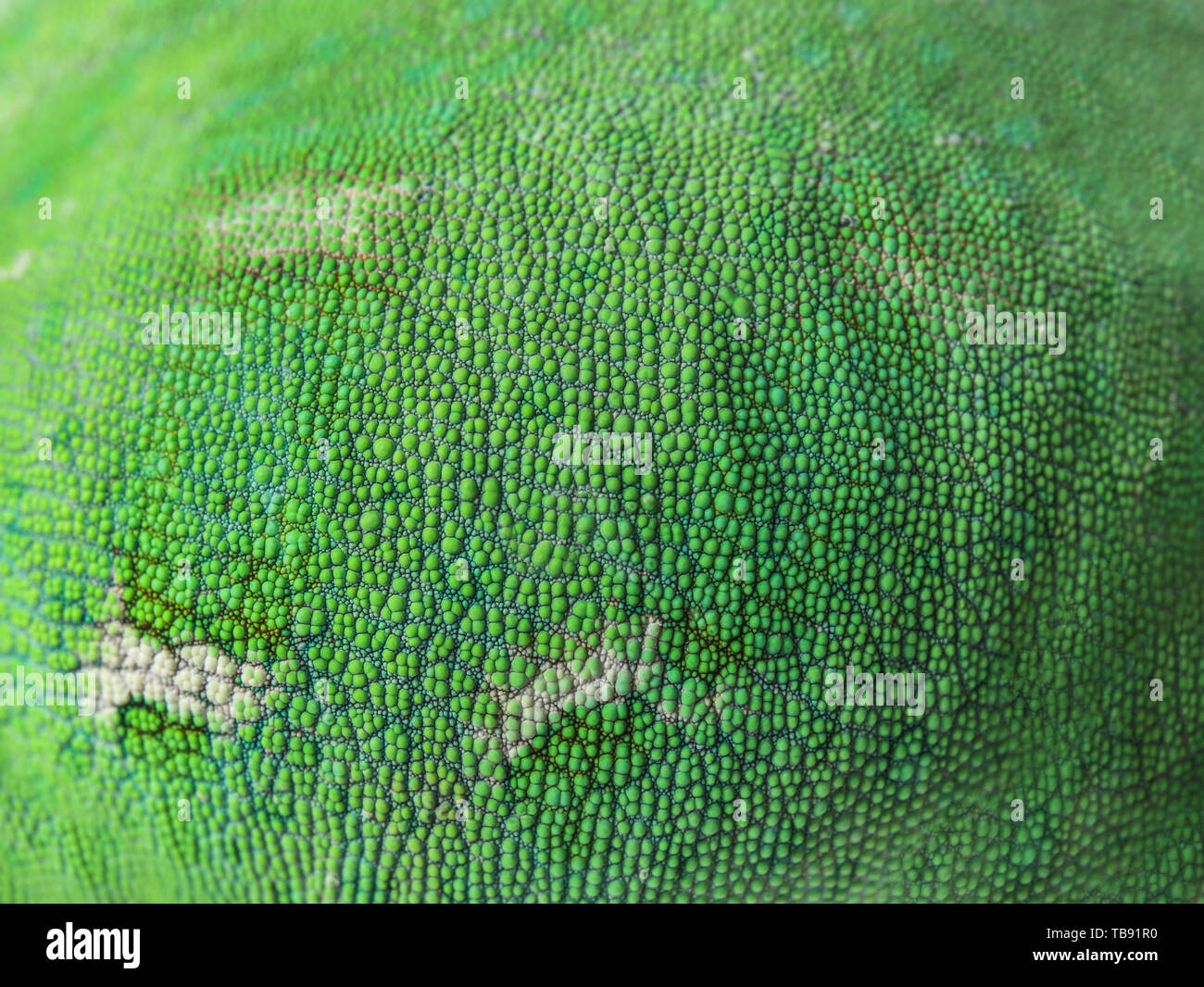 Texture of chameleon skin, closeup Stock Photo - Alamy