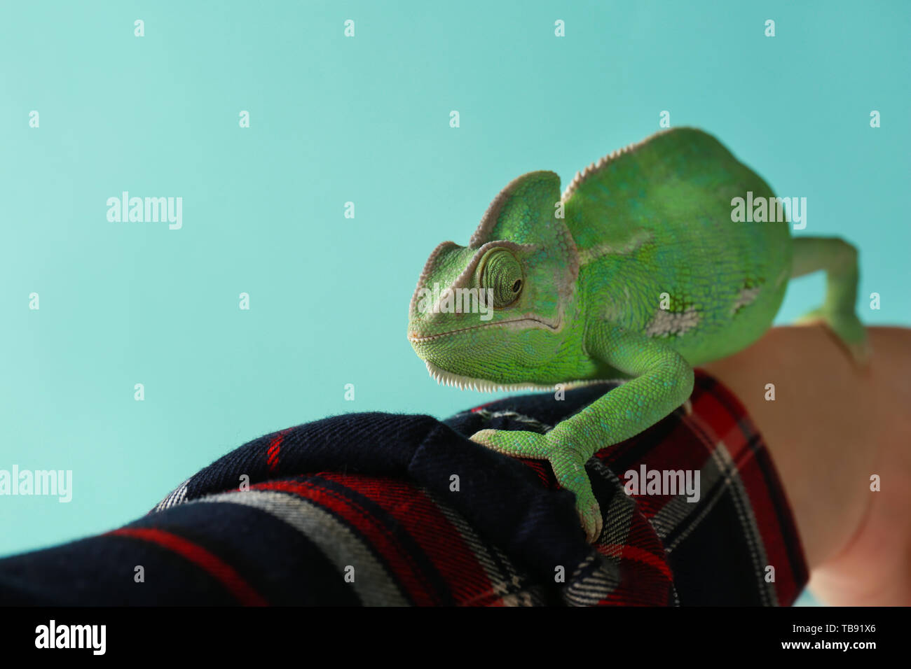 Cute green chameleon on human hand against color background Stock Photo ...
