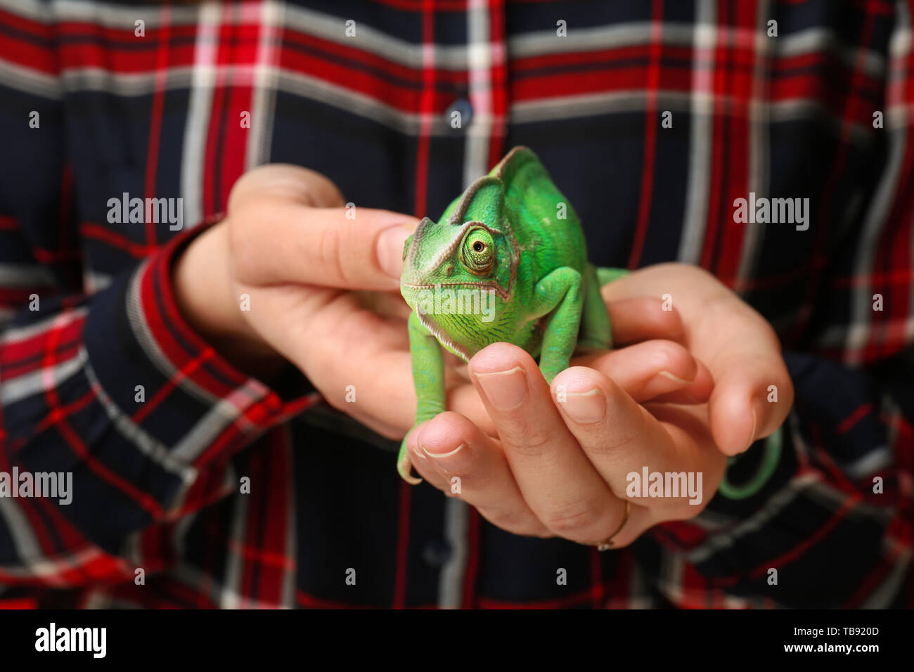 Person holding bright green chameleon hi-res stock photography and ...