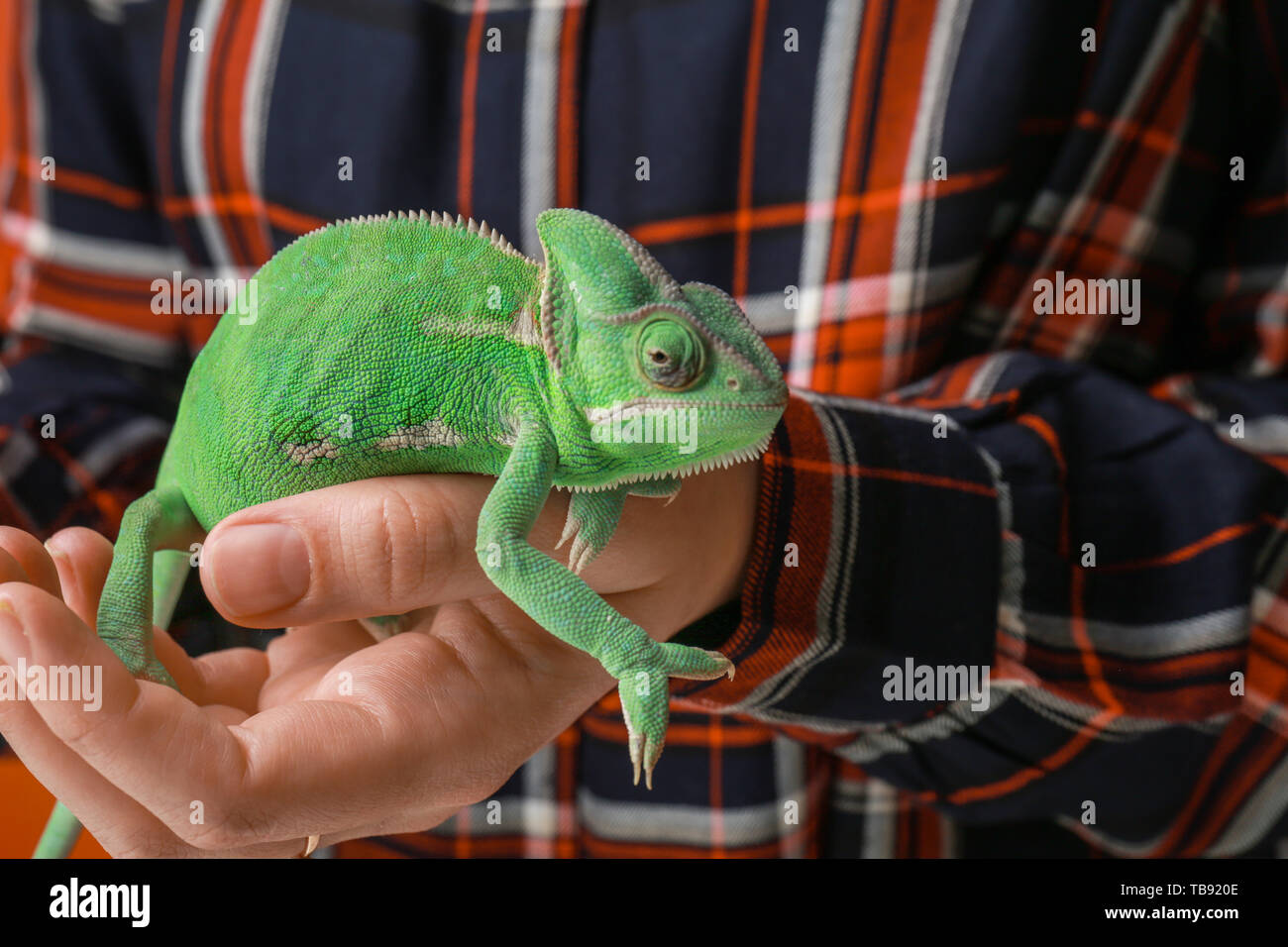 Woman holding lizard hi-res stock photography and images - Alamy