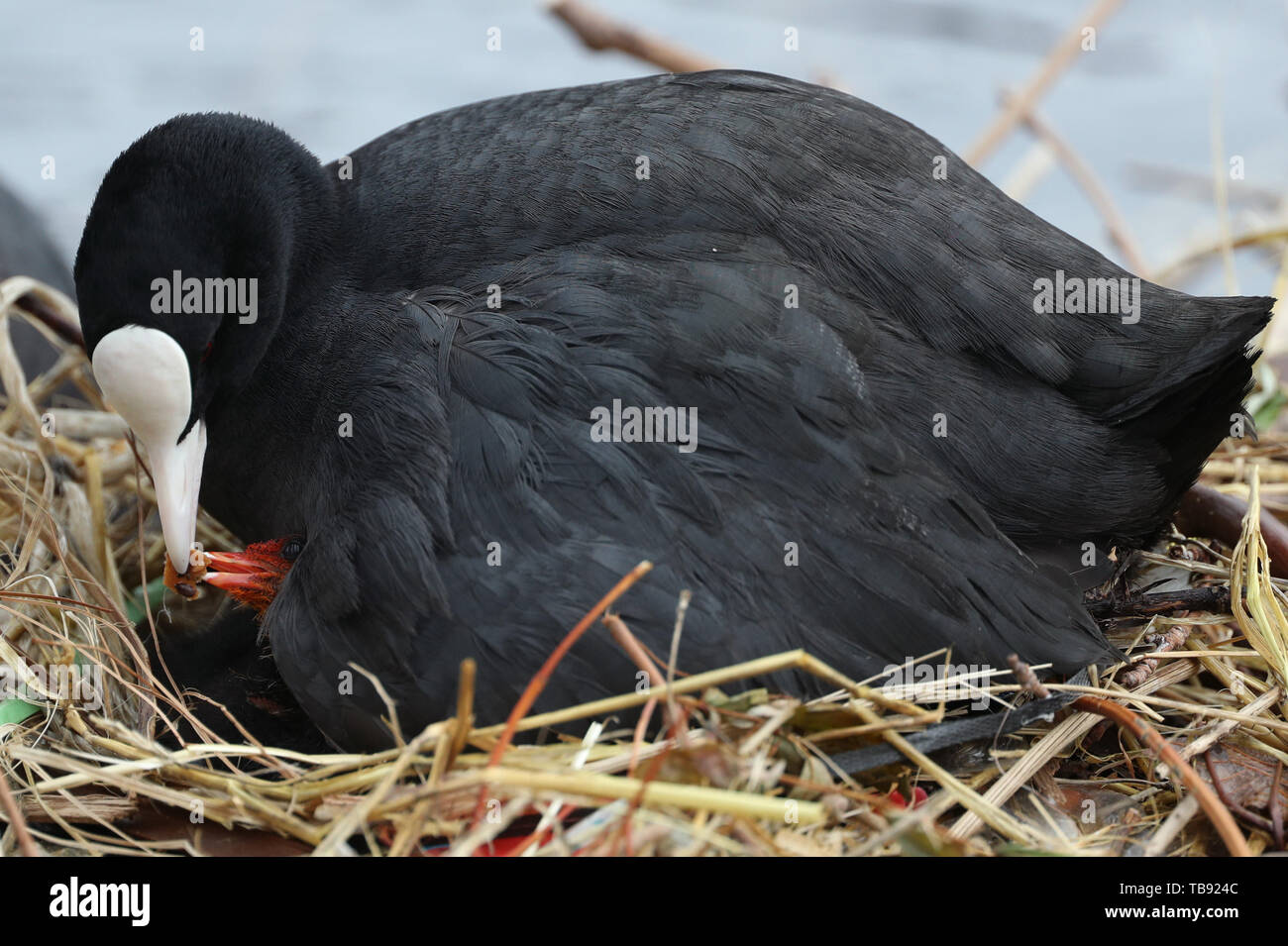 An adult Coot feeds its Coot chicks on a nest in the Isle of Dogs ...