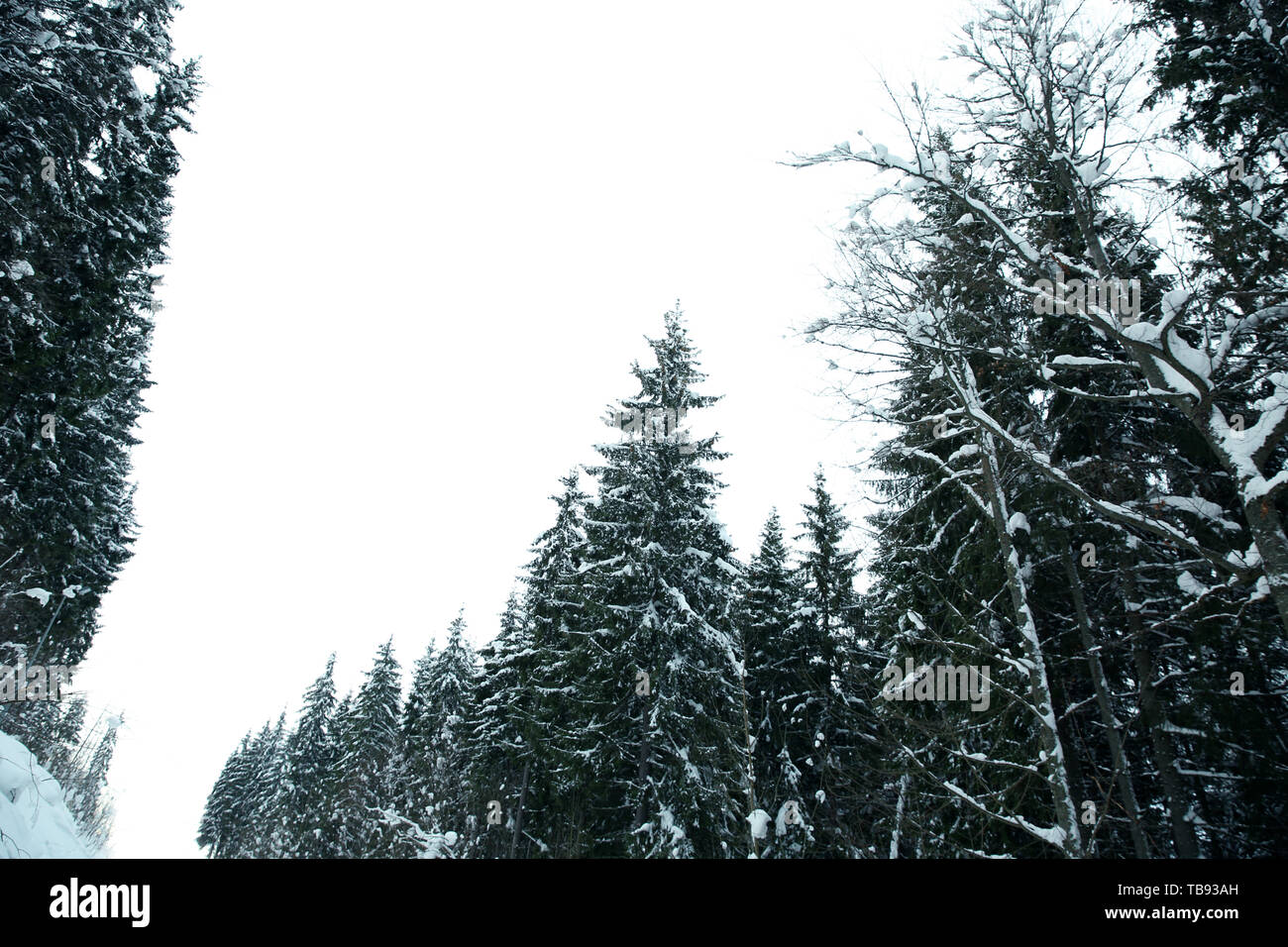 Coniferous forest at mountain resort on winter day Stock Photo - Alamy
