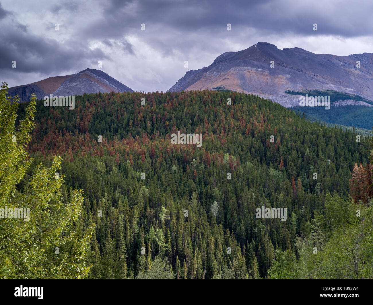 Pine forest with mountains in the background, Yellowhead Highway ...