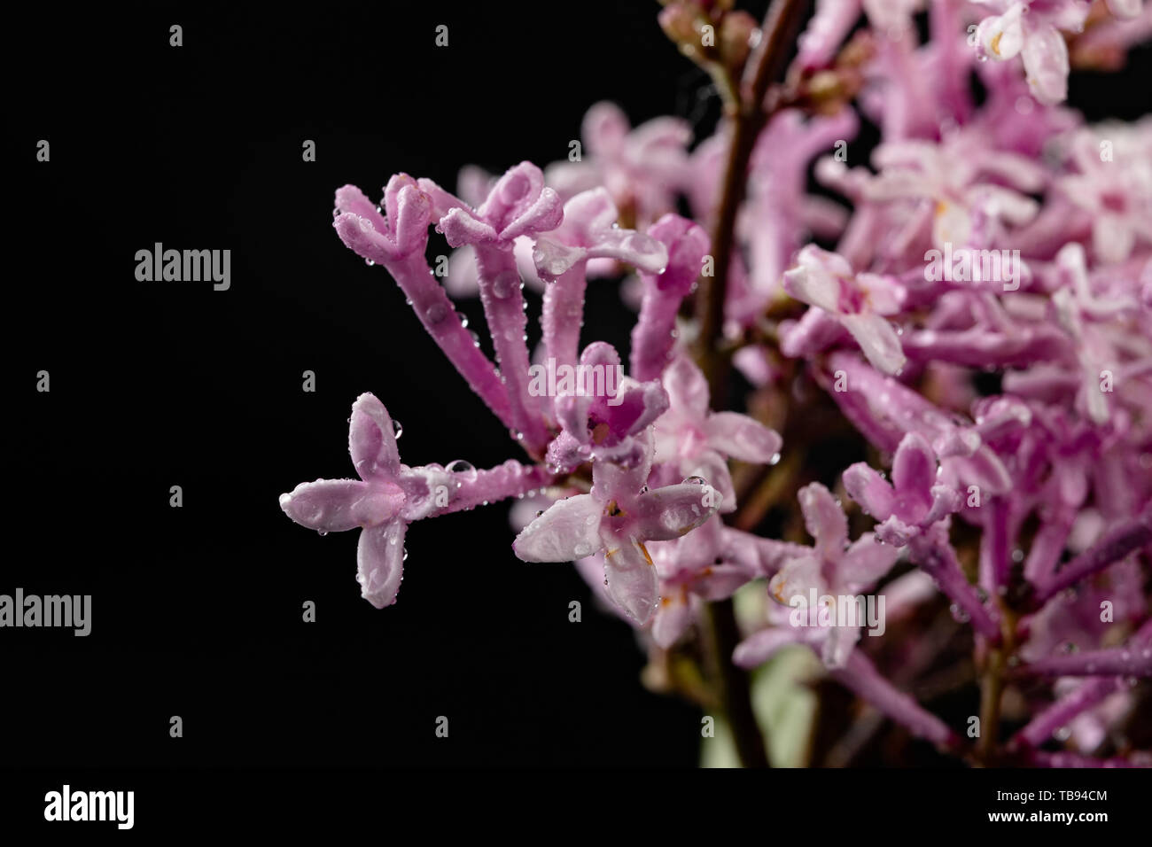 A small wet lilac flower blossom in a magnification. Cute flowers from ...
