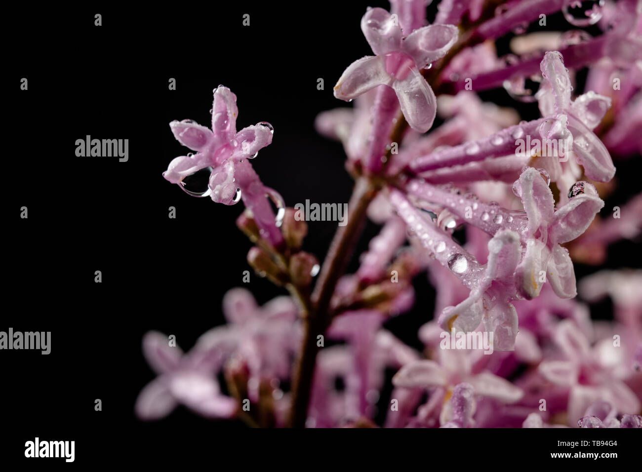 A small wet lilac flower blossom in a magnification. Cute flowers from ...