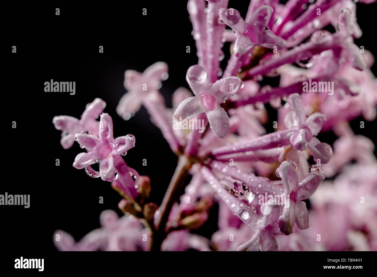 A small wet lilac flower blossom in a magnification. Cute flowers from ...